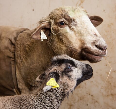 National Romeldale-CVM Conservancy