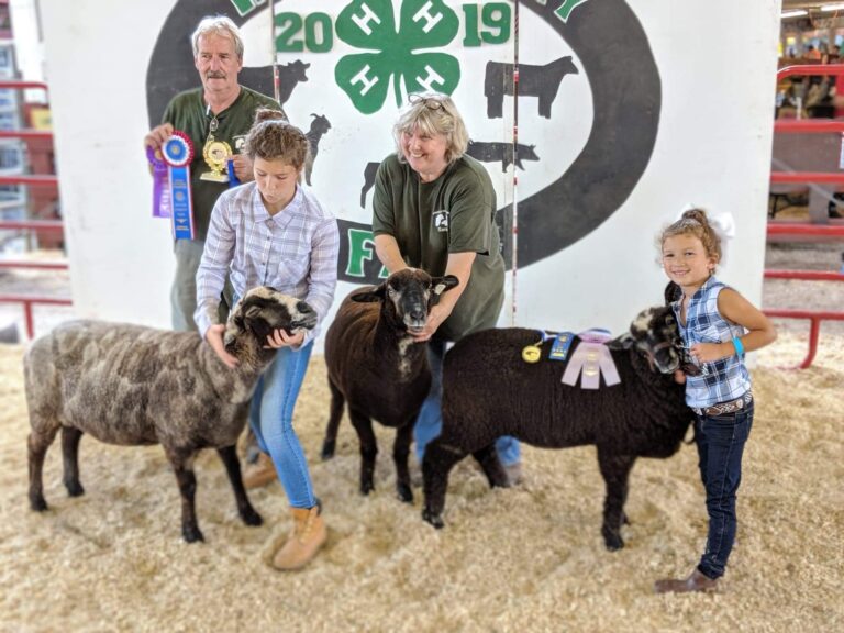 About The Breed :: National Romeldale-CVM Conservancy