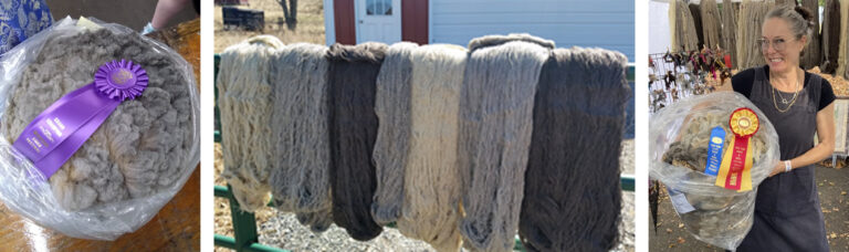 About The Breed :: National Romeldale-CVM Conservancy